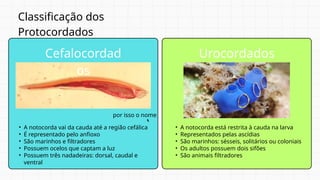 5- Equinodermos e os primeiros cordados.pptx