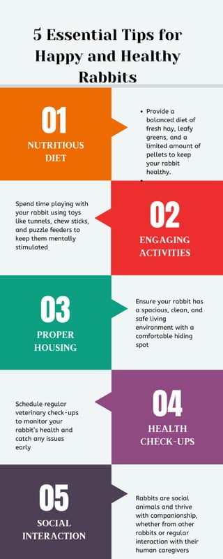 5 Essential Tips for Happy and Healthy Rabbits: Food, Activities, Care ...