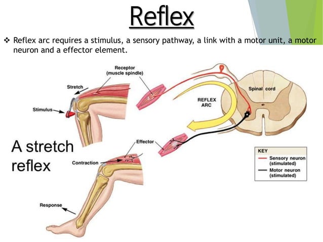 Part 5 examination of reflex | PPTX | Death, Injury, or Military ...