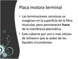 5. excitación del músculo esquelético | PPTX