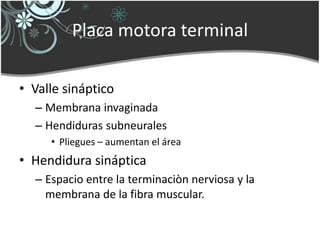 5. excitación del músculo esquelético | PPTX