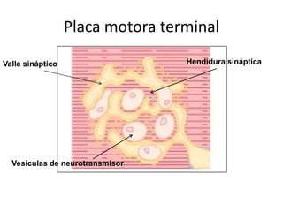 5. excitación del músculo esquelético | PPTX