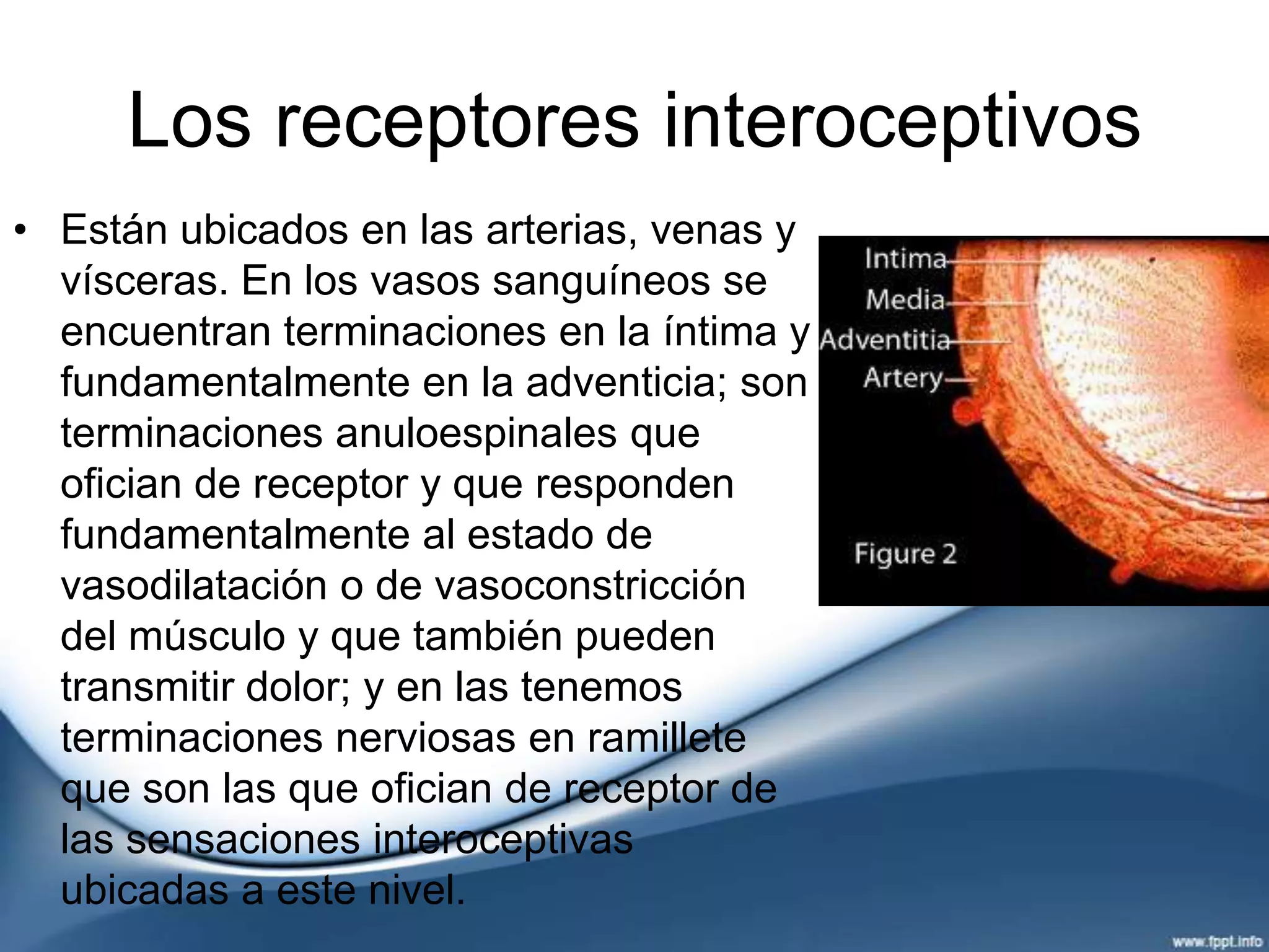 5 Exteroceptores Propioceptores Clasificación Anatómica Y Funcional Pptx