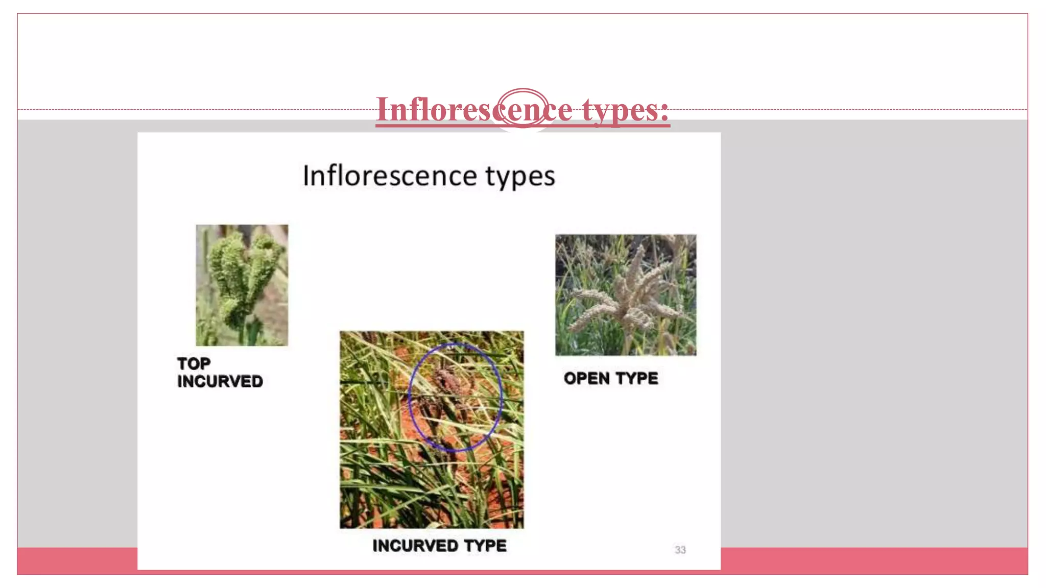 Finger millet .ppt