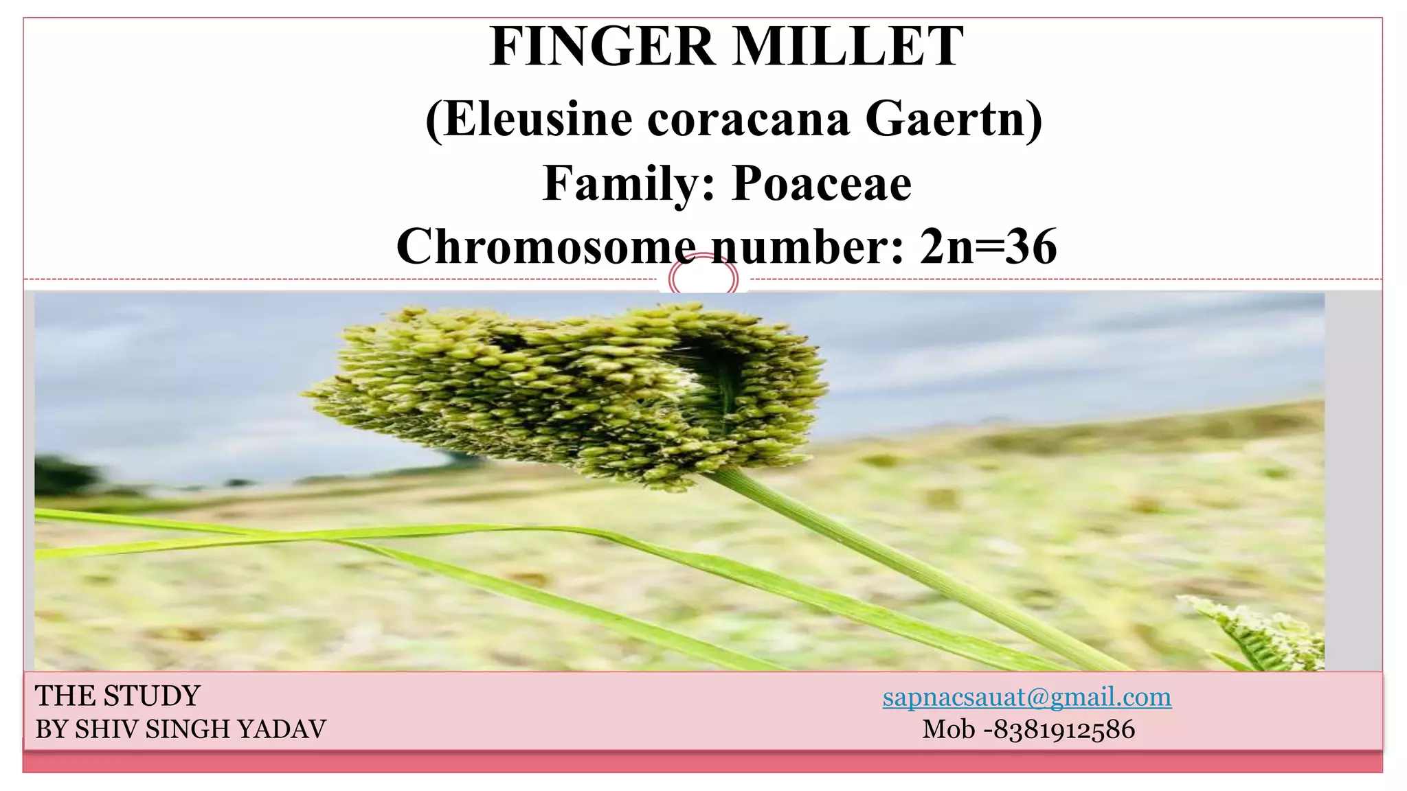 Finger millet .ppt