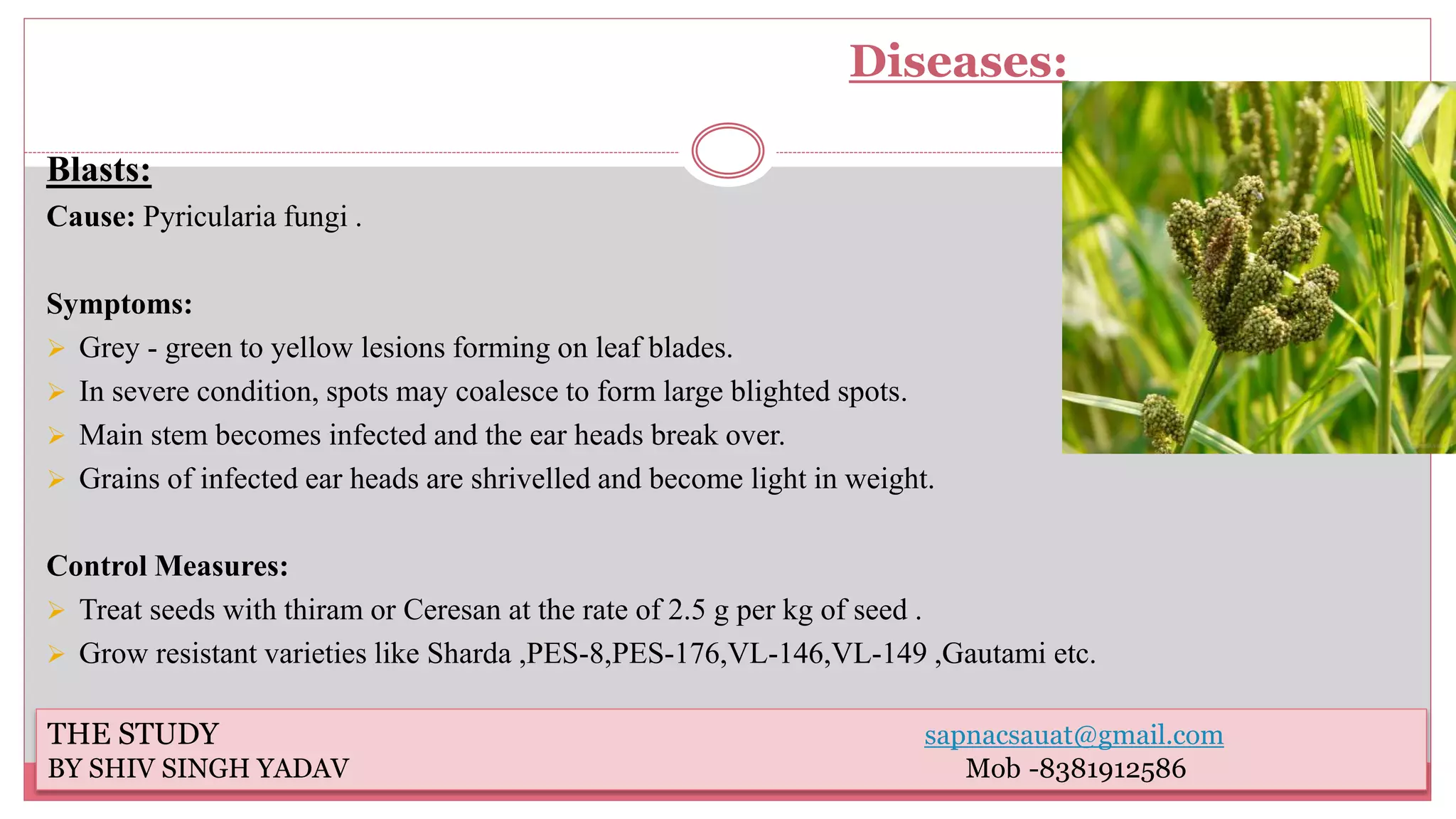 Finger millet .ppt