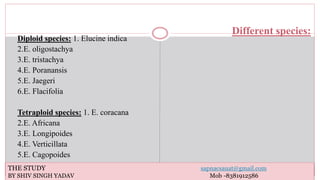 Finger millet .ppt