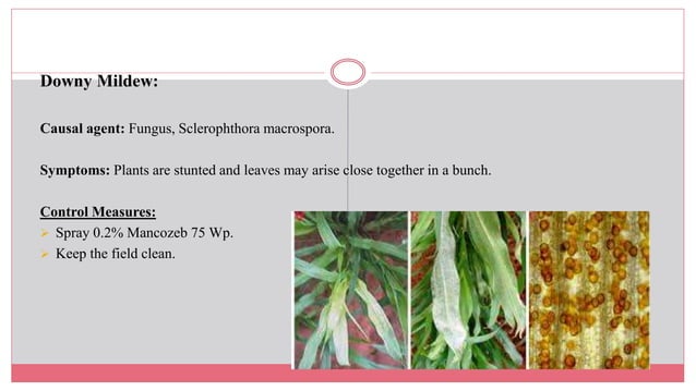 Finger millet .ppt | Agriculture | Industries