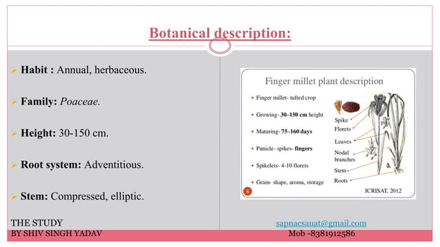 Finger millet .ppt | Agriculture | Industries