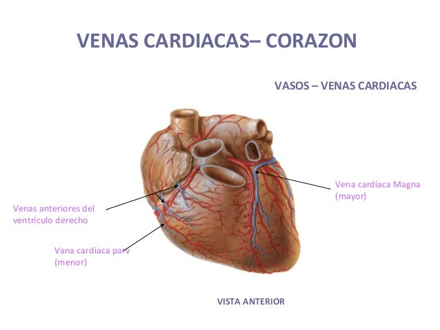 fisiologia del sistema cardiovascular 1
