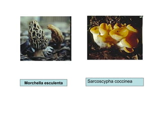 Phylum Ascomycota Examples