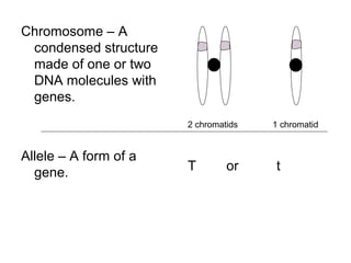 5. genetics | PPT