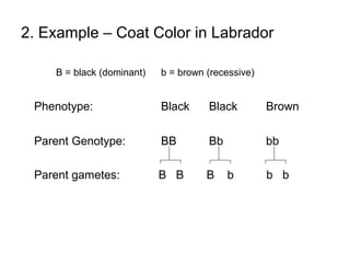 5. genetics | PPT