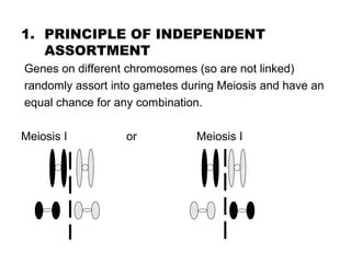 5. genetics | PPT