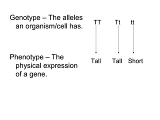 5. genetics | PPT