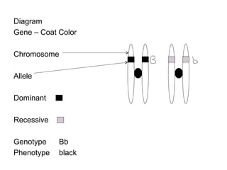5. genetics | PPT