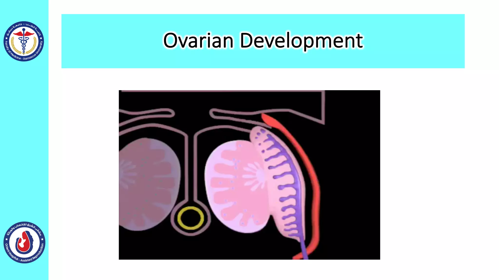 Genital system development | PDF | Infertility | Reproductive Health