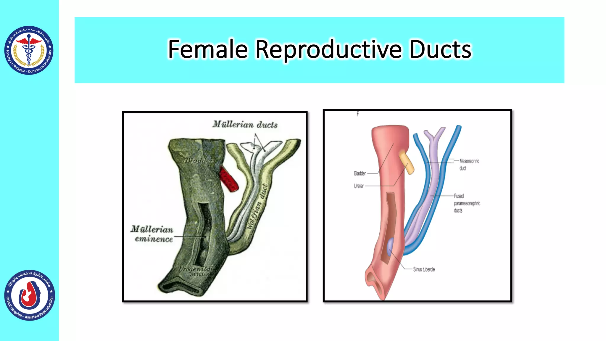 Genital system development | PDF | Infertility | Reproductive Health