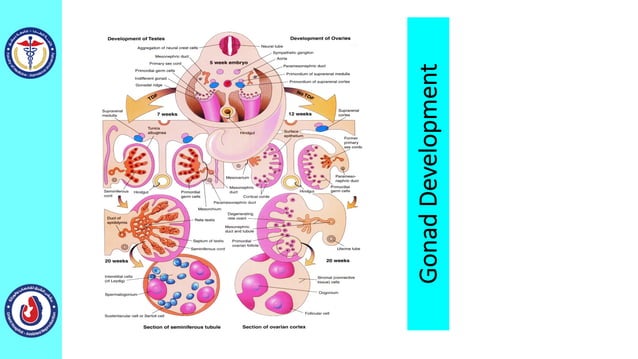 Genital system development | PDF | Infertility | Reproductive Health
