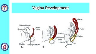 Genital system development | PPT