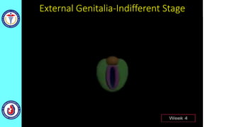 Genital system development | PPT
