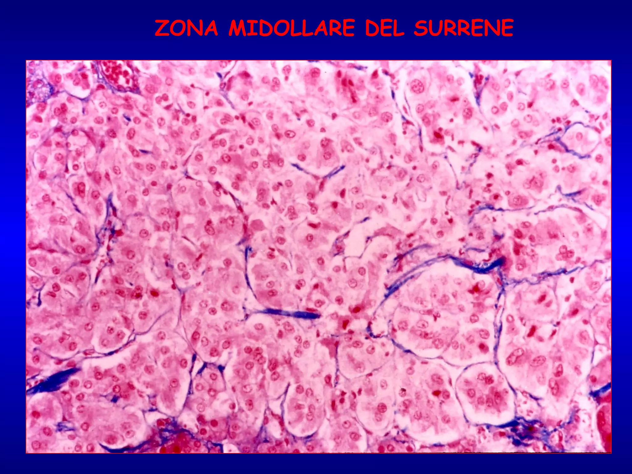 5.ghiandole endocrine ridotte x stud | PPT