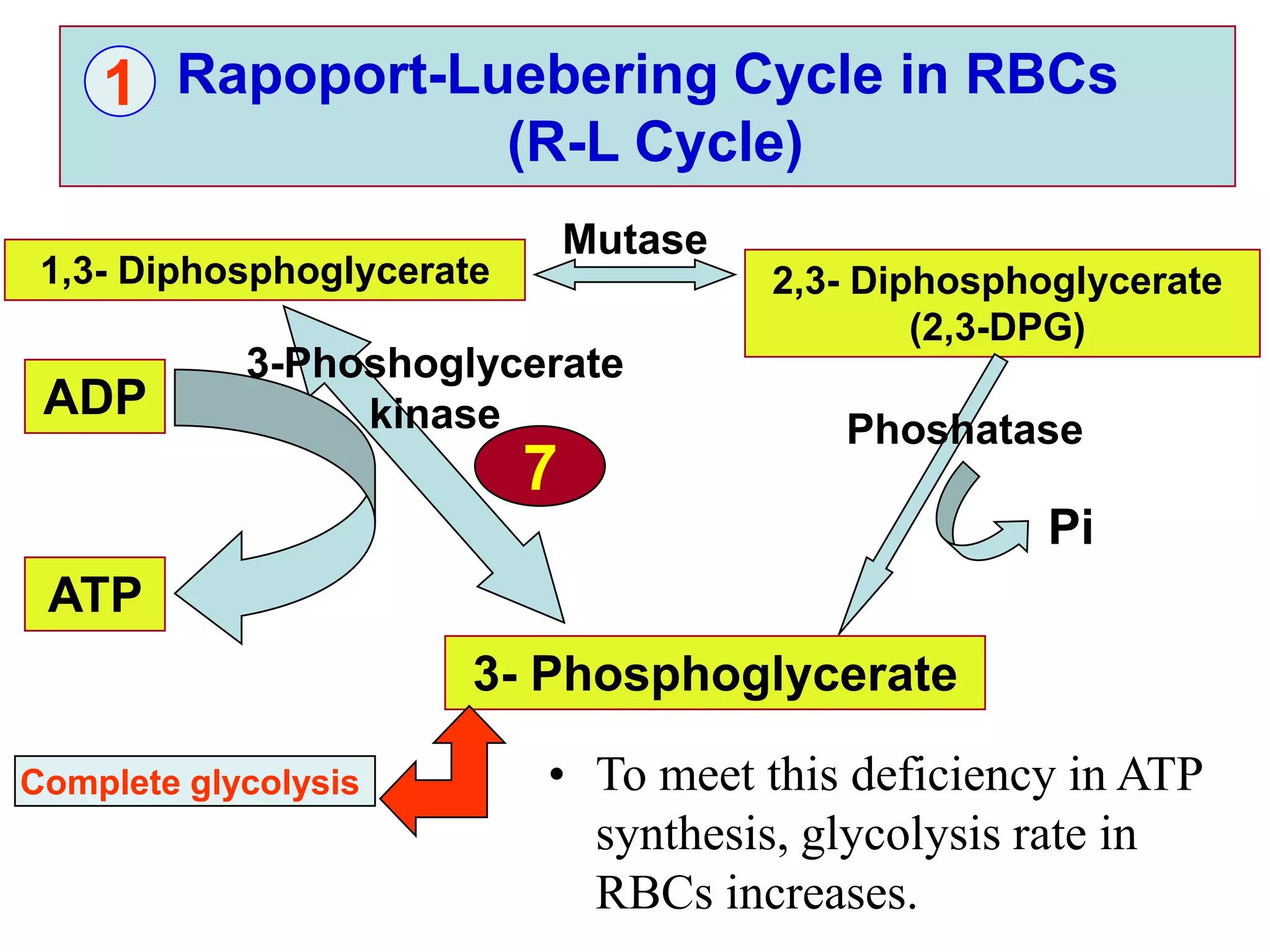 5 glycolysis+kreb's pdf | PDF