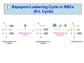 5 glycolysis+kreb's pdf | PDF