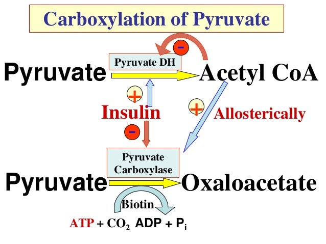 5 glycolysis+kreb's pdf