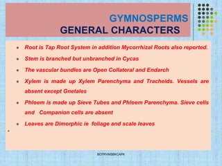 5 gymnosperm | PPT