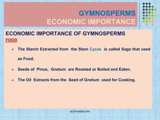 5 gymnosperm | PPT