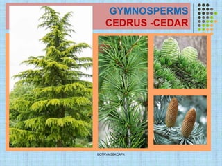 5 gymnosperm | PPT