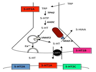 5 ht neurotransmission | PPTX