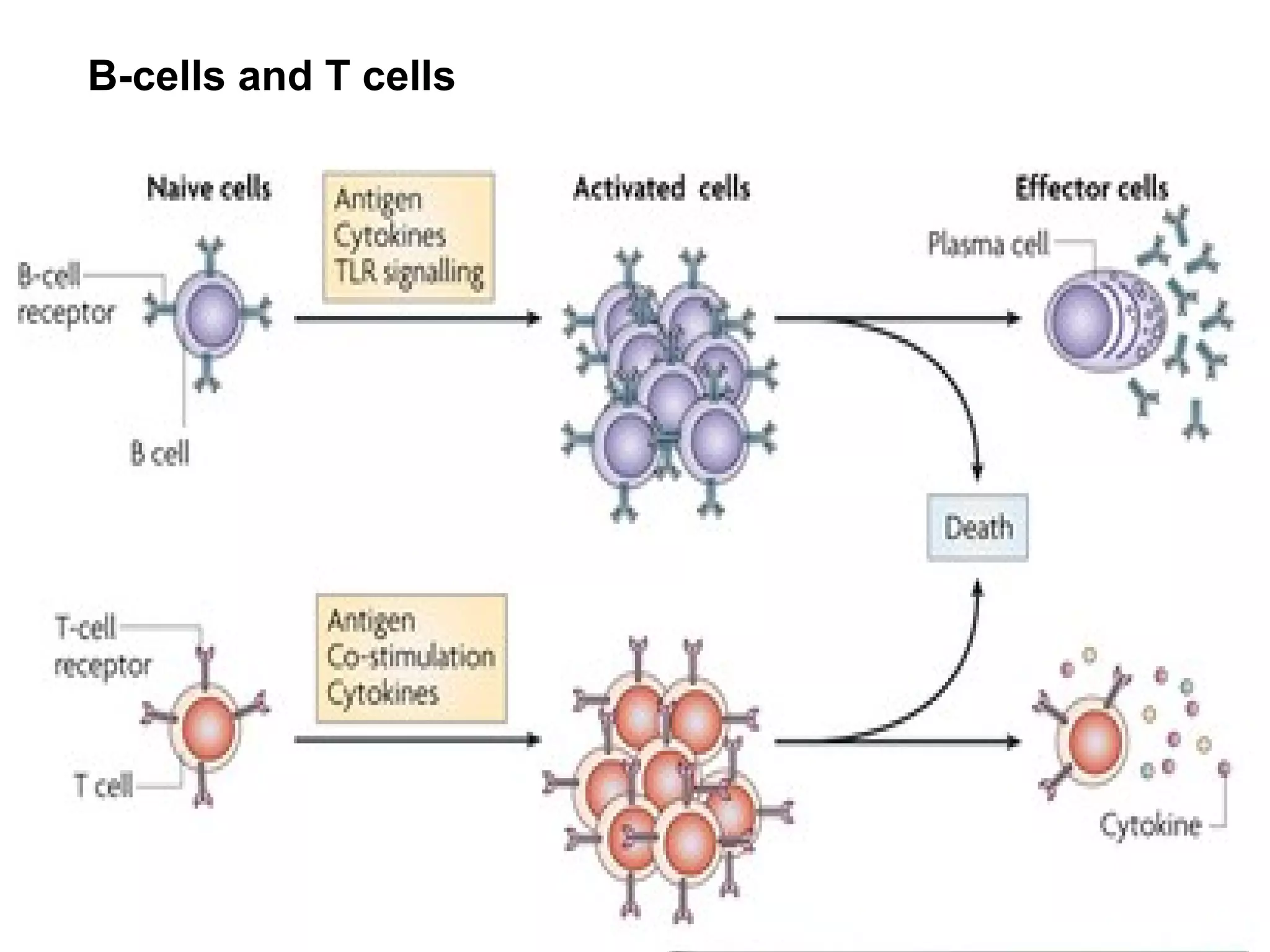 5 immune defense against bacterial pathogens | PPT