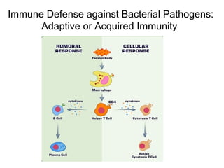 5 immune defense against bacterial pathogens | PPT