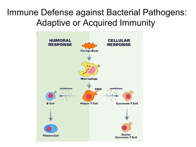 5 immune defense against bacterial pathogens | PPT | Infectious ...