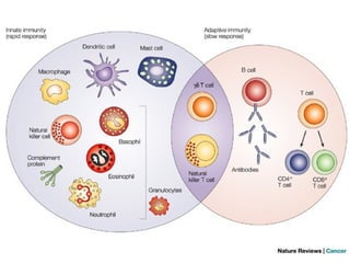 5 immune defense against bacterial pathogens | PPT