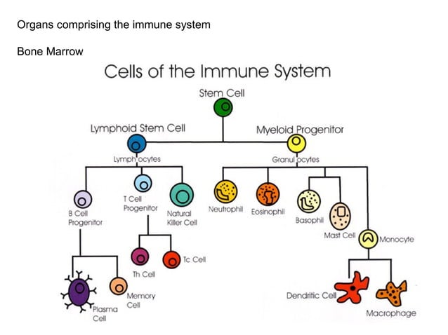 5 immune defense against bacterial pathogens | PPT | Infectious ...