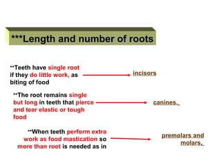 indirect factors and their significeance in protection of periodontium ...