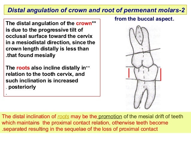 indirect factors and their significeance in protection of periodontium