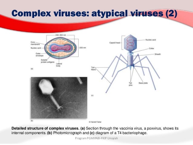 5. introduction to viruses