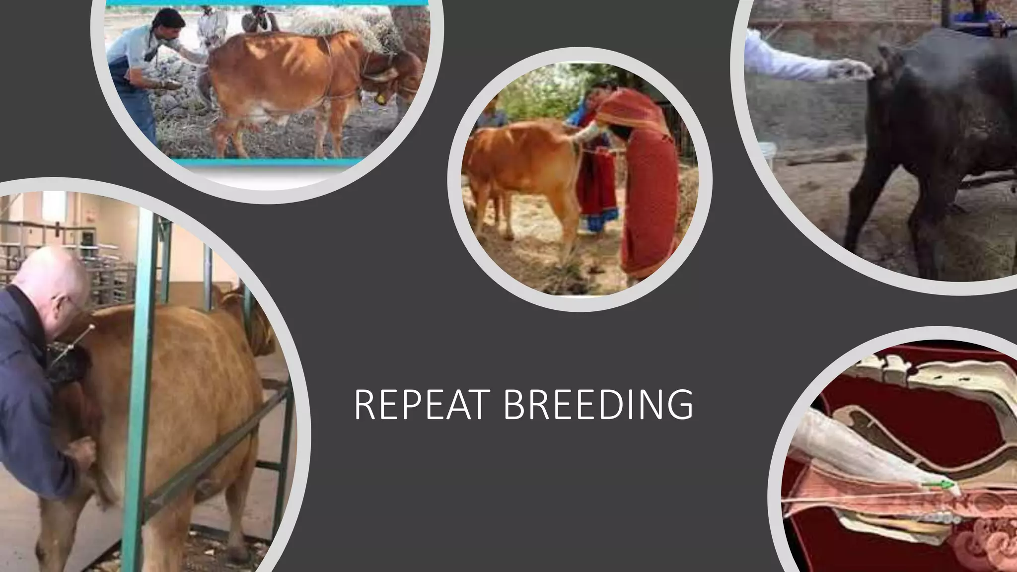 REPEAT BREEDING | PPTX