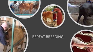REPEAT BREEDING | PPTX