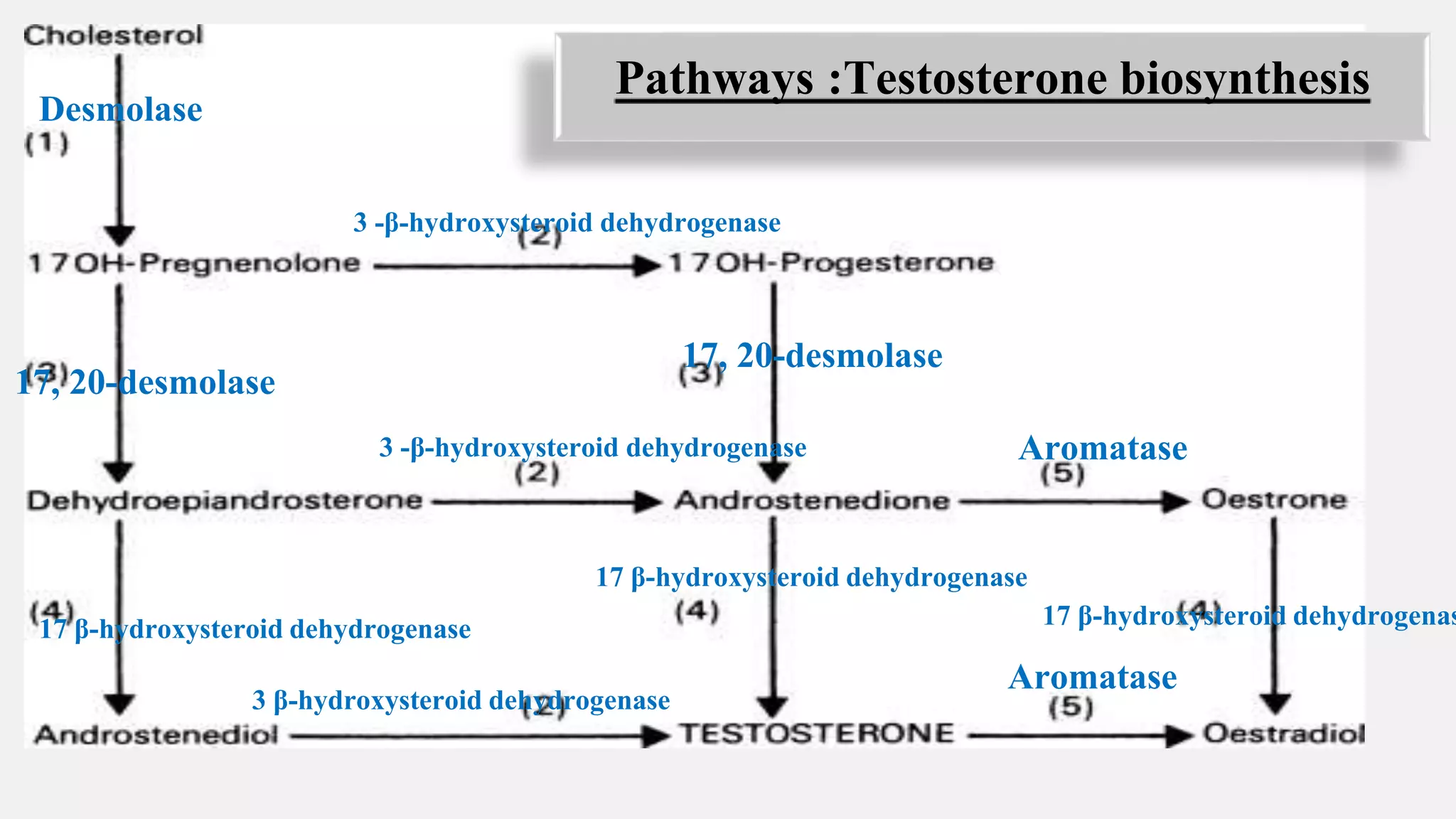 lecture 45 Endocrine functions of the testis 2021 | PPTX