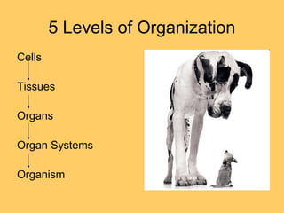 What Are The Five Levels Of Organization