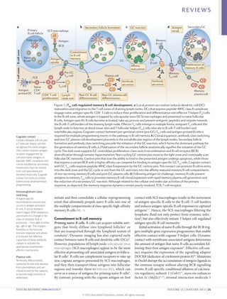 5 linfócitos b | PDF