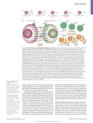 5 linfócitos b | PDF