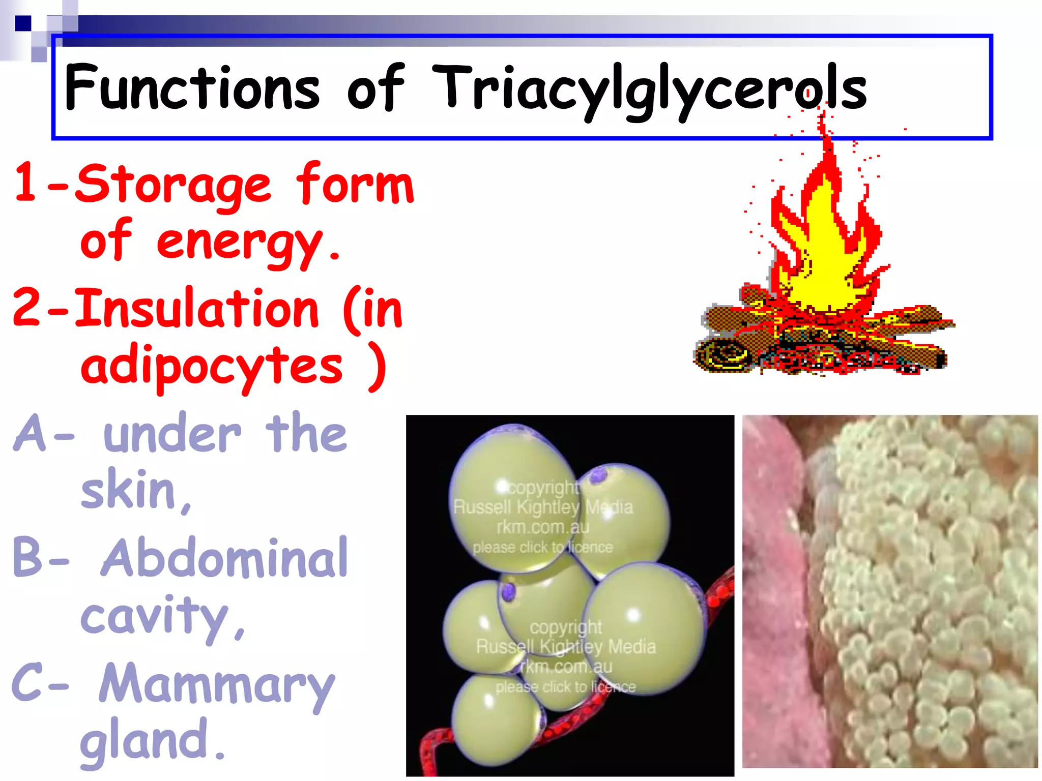 5-lipids chemistry (1).ppt