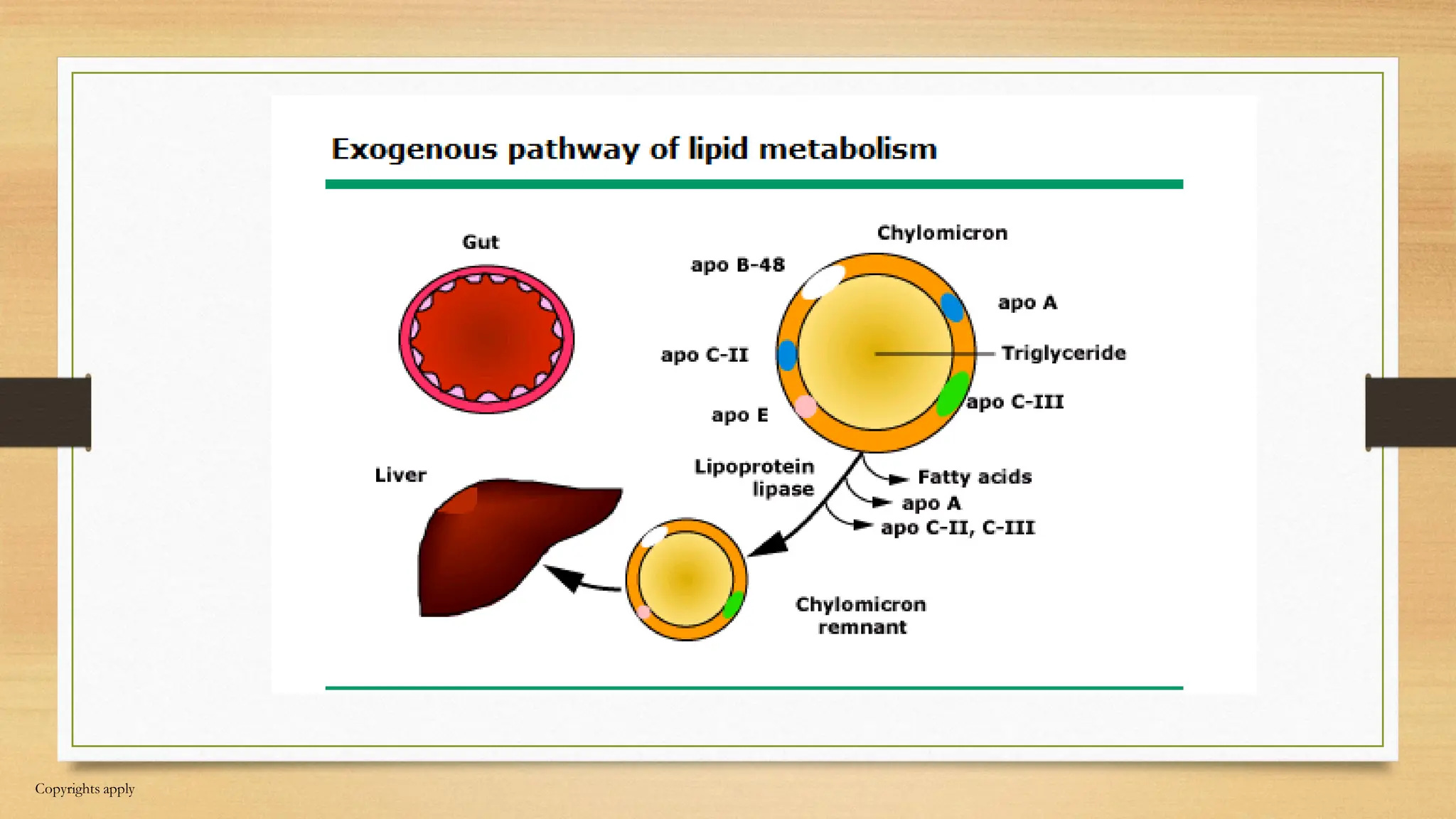 5- Lipoprotein metabolism and disorders Prof. Dr. Gül Nihal Özdemir.pdf