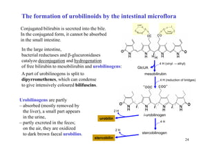 5 liver | PPT